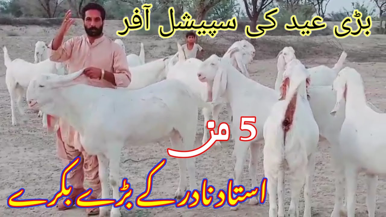 heavy wight original Gulabi rajnpuri Khassi Goat Breed || Big Size ...