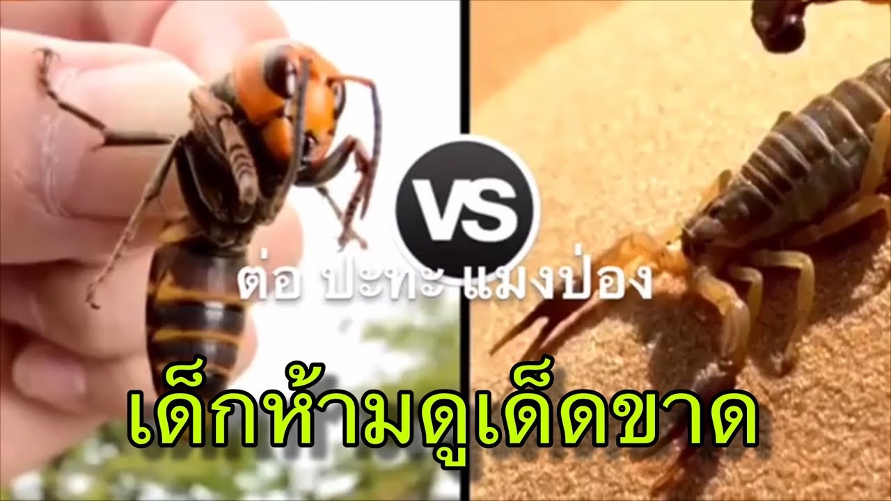 สาวๆที่ดูจะร้องทุกคน ? บ้าบอ... 5 อันดับการต่อสู้ของแมลง Top 5 Insect ...