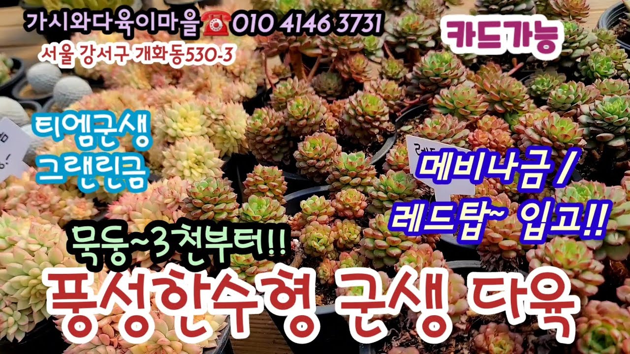 서울 가시와다육이마을에 신상 레드탑 멋져요 메비나금 어쩜 색감이 너무예뻐요💗묵은 다육3천부터 택배비는 기본 빼드려요