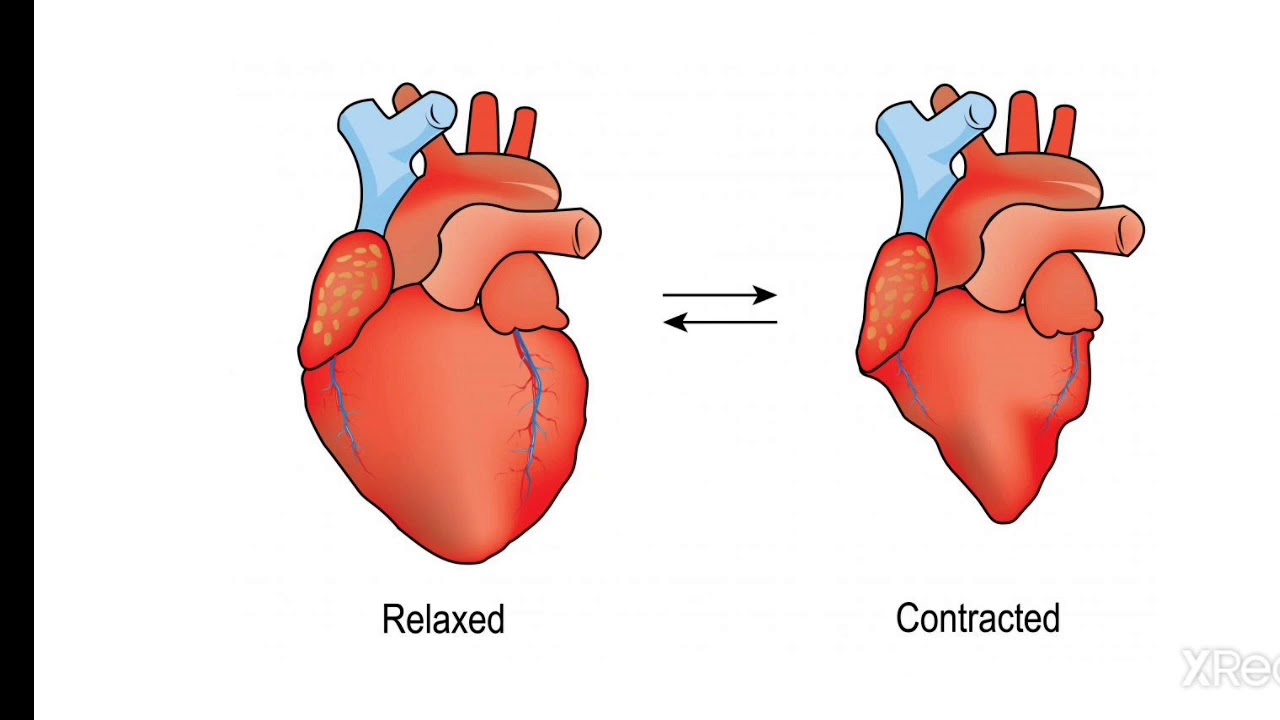 cardiovasular system ,(cvs system ) ,,part (1) - YouTube