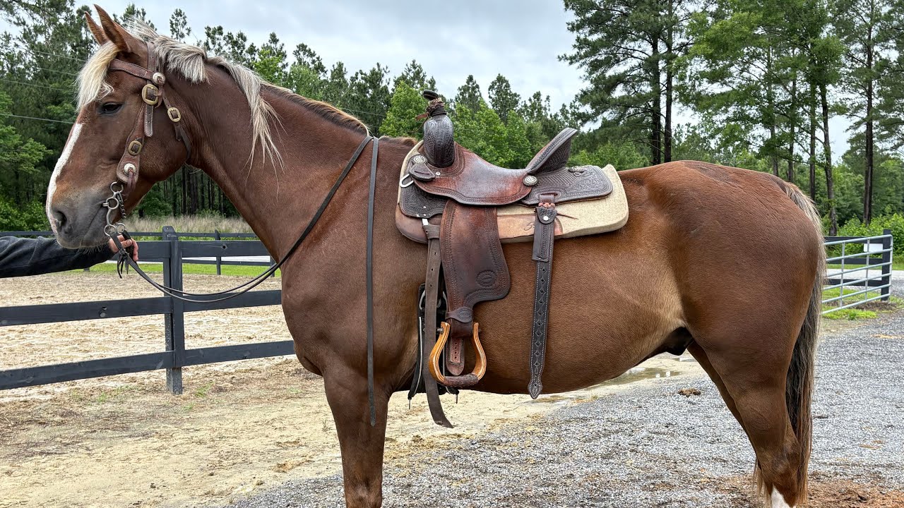 Sorrel draft cross riding - YouTube