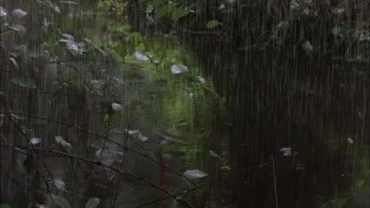 Tropical Forest rain with Birds sounds | Rainforest | Scenic Cinema ...