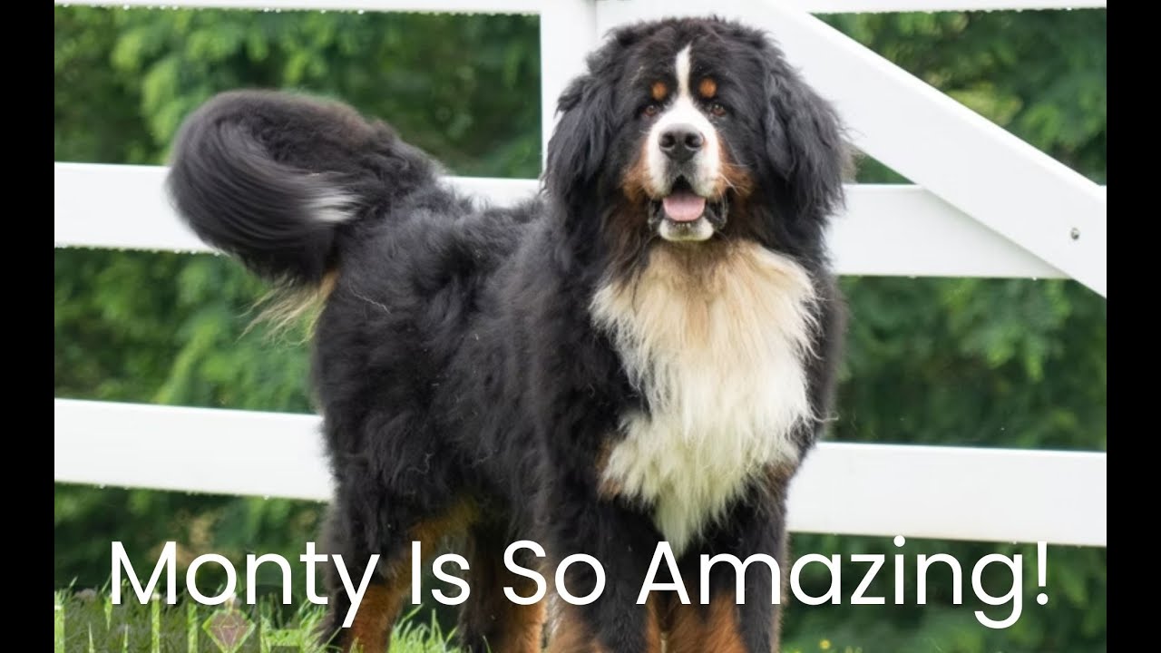 Meet Monty & His Sired Bernese Mountain Dog Puppies. He is AKC CGC ...