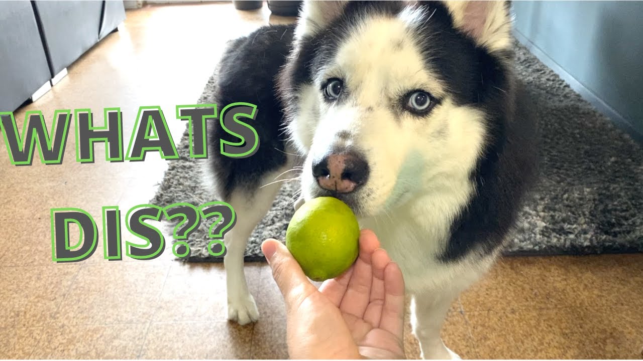 My Husky Reacts To Trying LIME For The First Time! - YouTube