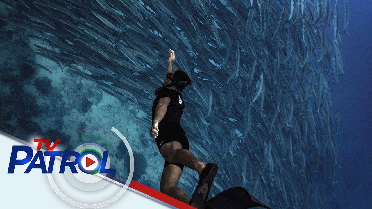 Freediver ibinida ang paglangoy kasama ang ilang Barracuda sa Tulapos Marine Sanctuary | TV ...