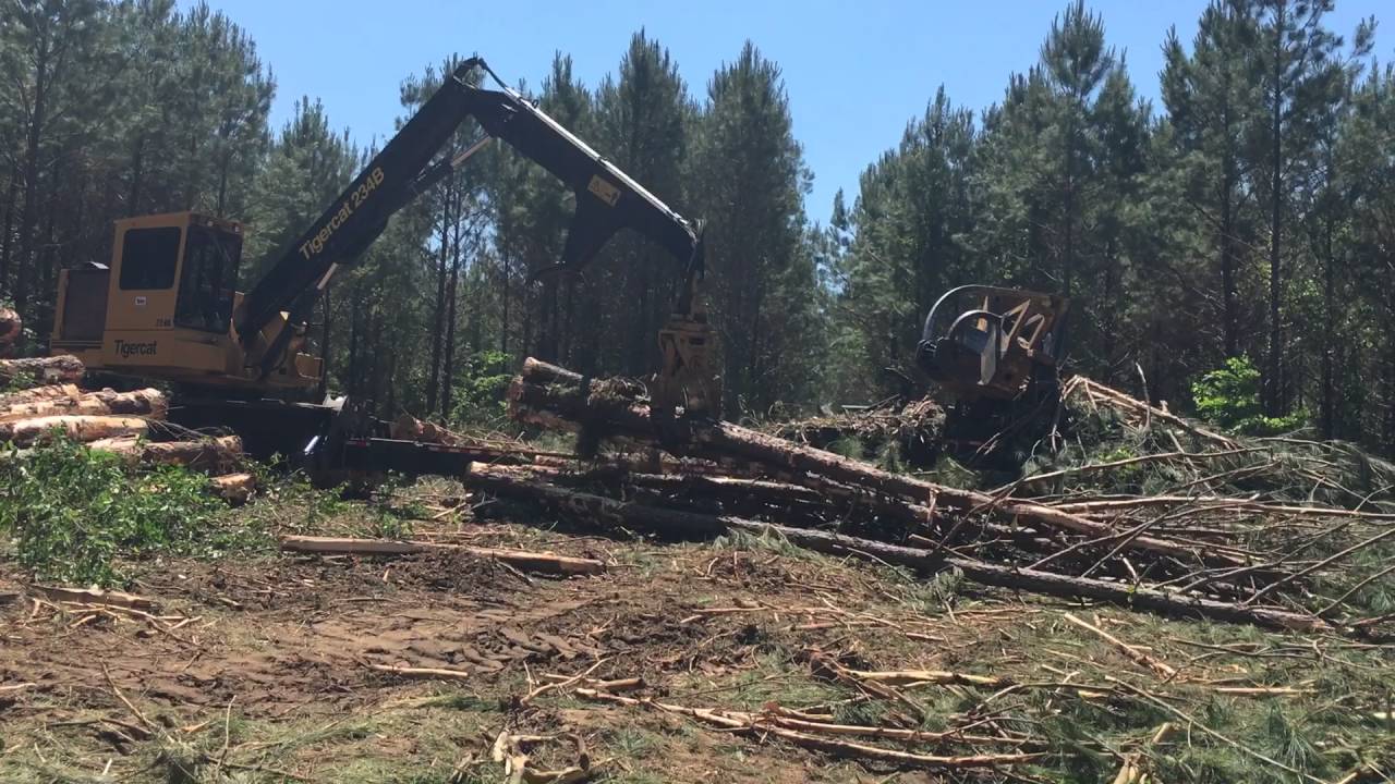 234B Tigercat Delimbing - YouTube