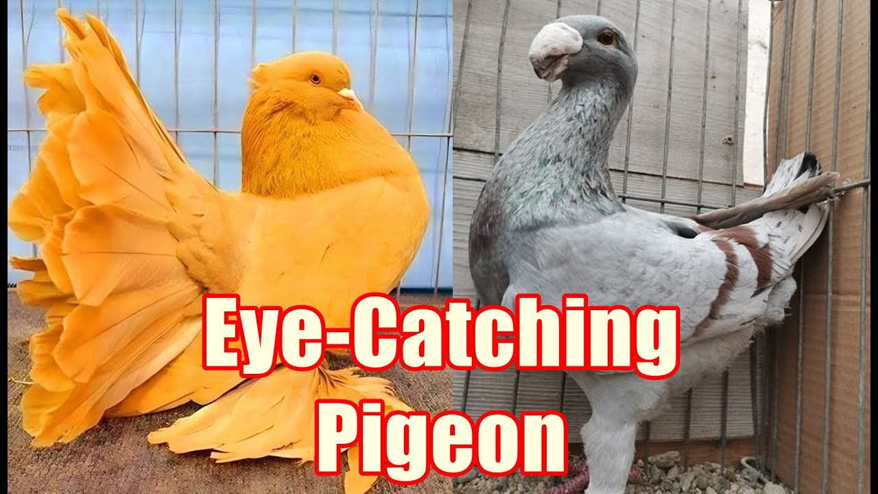 Top Varieties of Fancy Pigeon Breeds #94 - YouTube