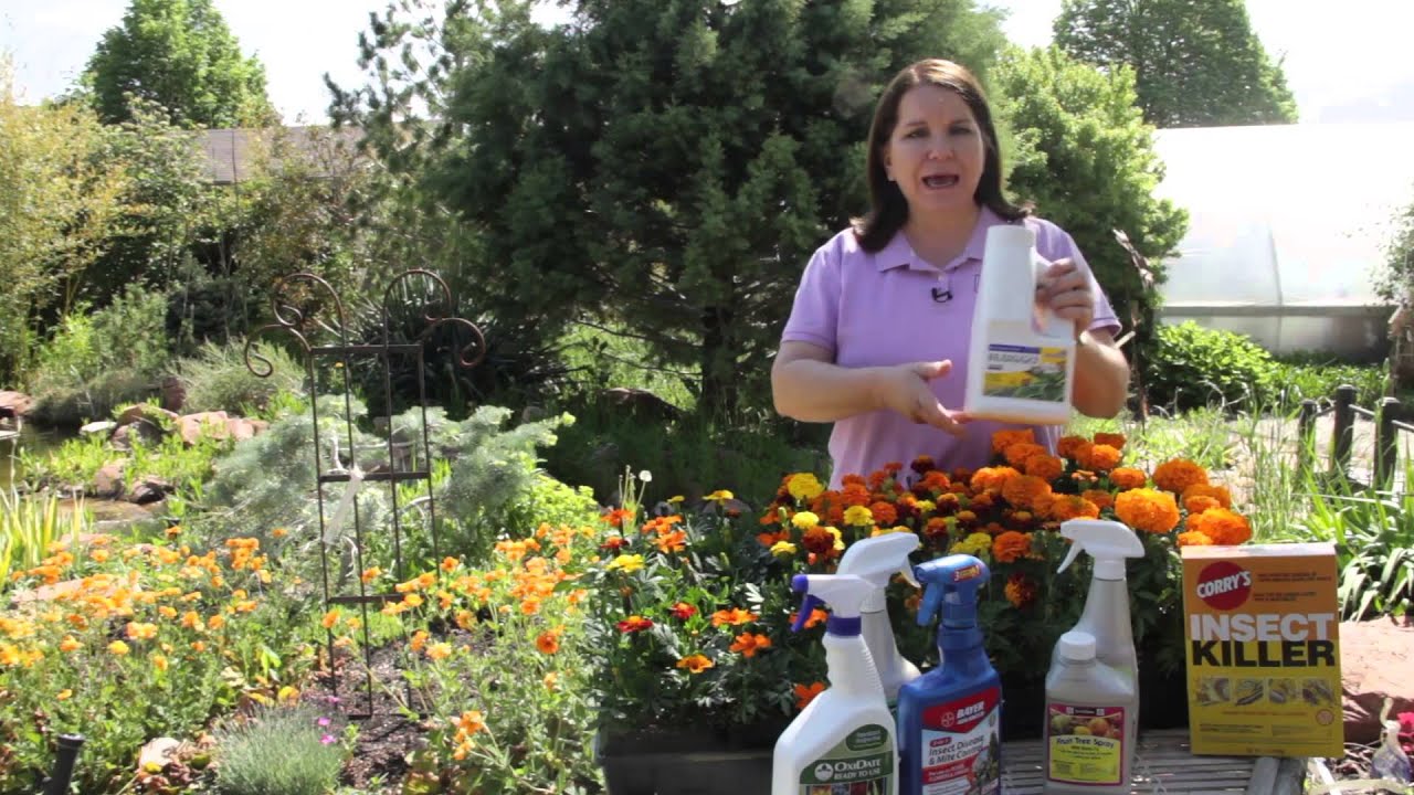 How to Control Pests & Disease for Marigolds : Grow Guru - YouTube