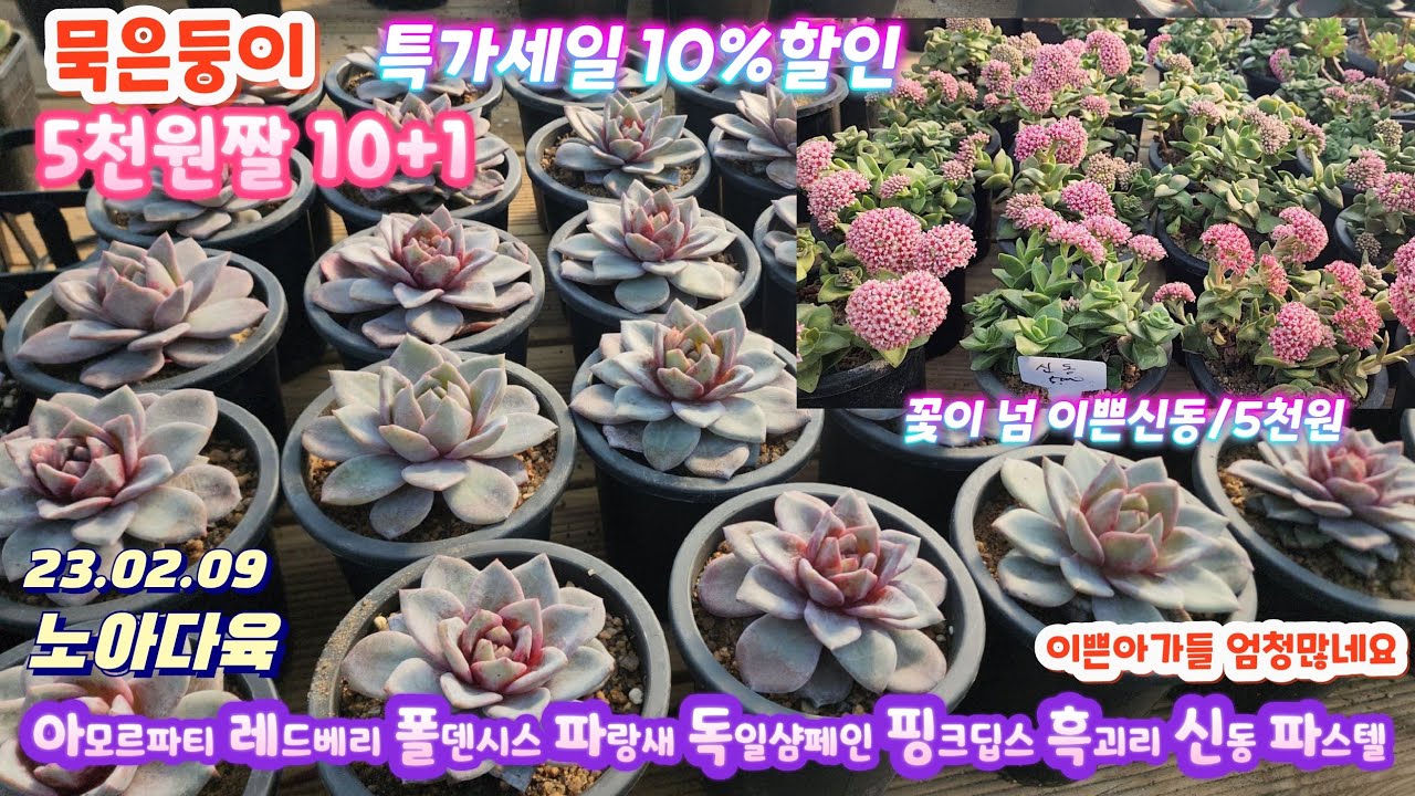 노아다육1탄10할인5천원짤101아모르파티레드베리폴덴시스파랑새독일샴페인샬롯핑크딥스흑괴리별의눈물덕양갈메기