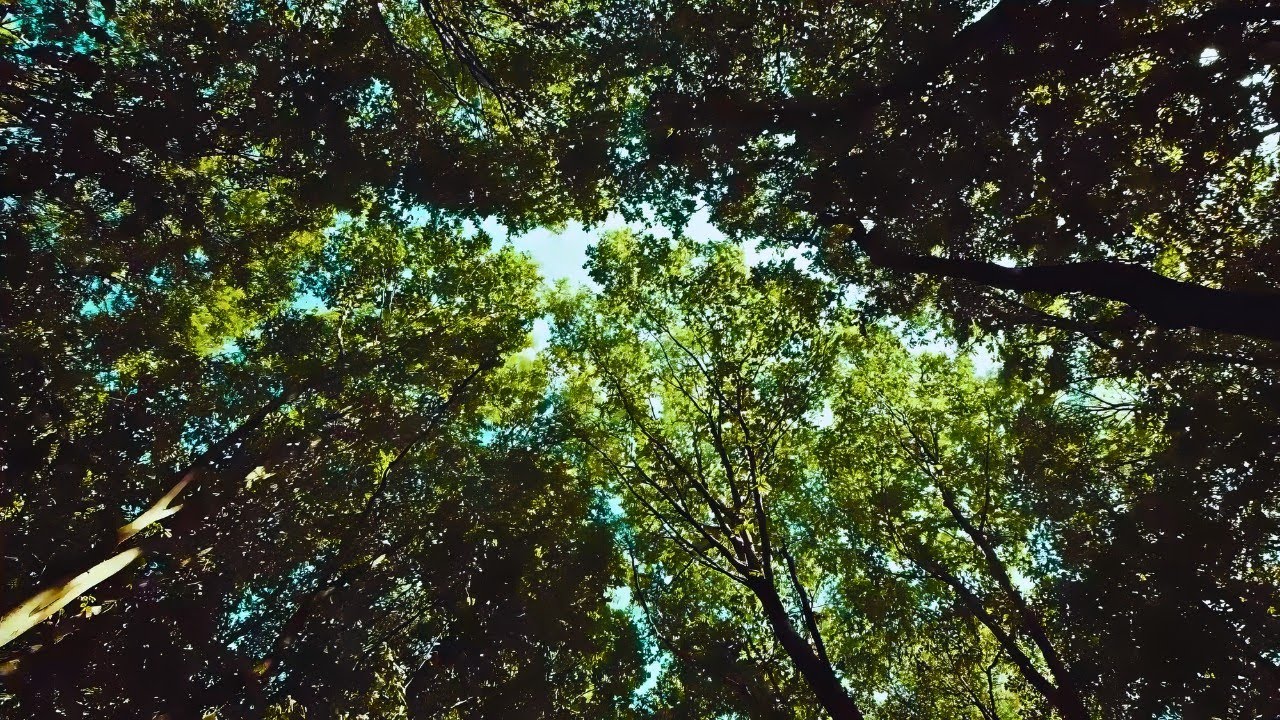 Wind in the Trees (10 Hours of Natural White Noise) - YouTube