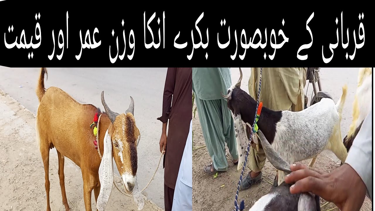 Bakra Mundi By Karachi Vlogger - YouTube