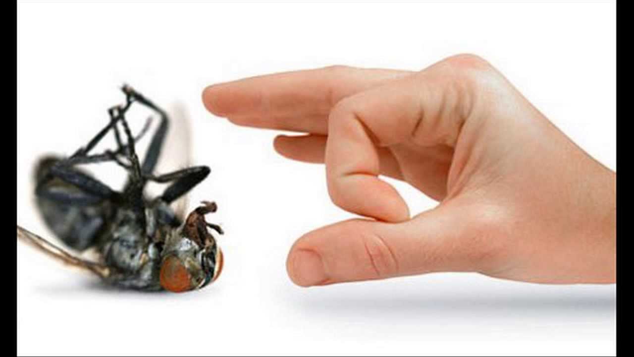 Hollywood FL Pest Control -- 1-786-422-0180 - YouTube
