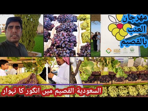 مهرجان العنب القصيم | Grapes 🍇 Festival Al Qaseem #alqaseem #grapes # ...