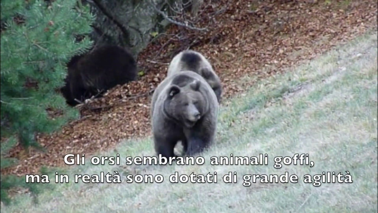 Orso bruno, goffo o veloce? - YouTube