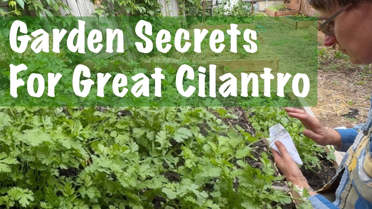 All about growing Cilantro - YouTube