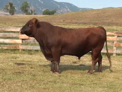 Beckton New Era Y194 - YouTube