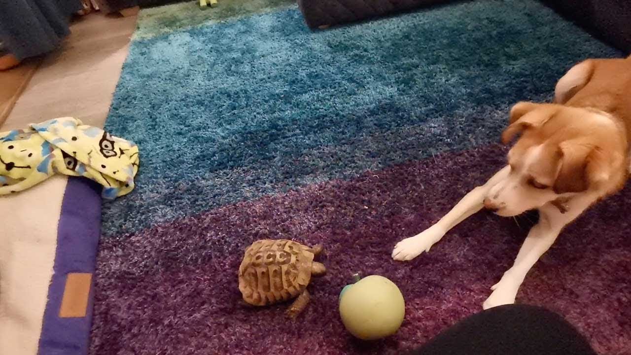 Dog And Tortoise Play Chase - YouTube