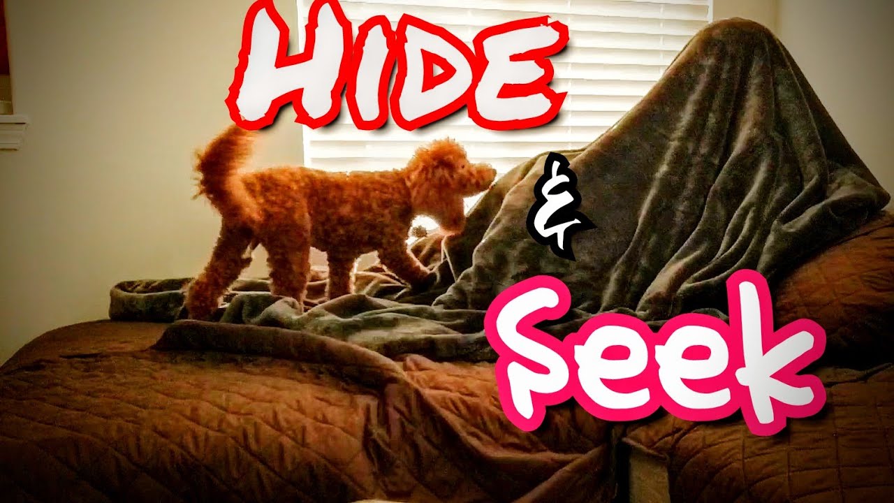 Playing hide and seek with my dog :) - YouTube