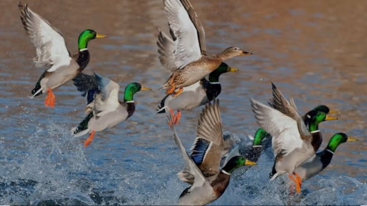 Duck Hunting with 12 Bore🦆😲🔥 #duckhuntinginpakistan #duckhunt # ...