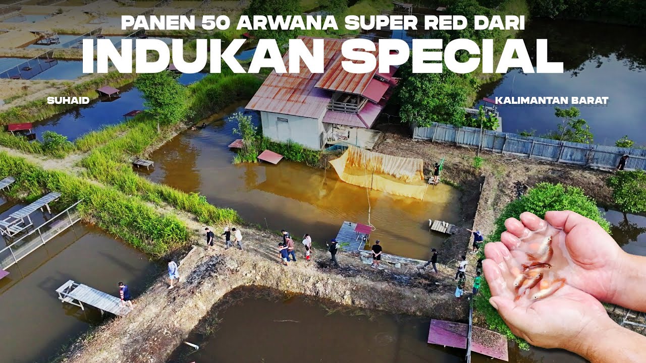 PANEN 50 EKOR ARWANA SUPER RED! - DARI KOLAM SPECIAL 88 RED GALLERY DI ...