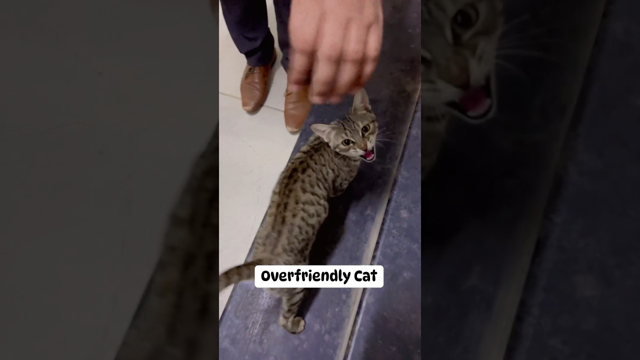 Over friendly Cat - YouTube
