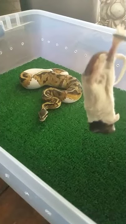 Pied ball python feeding in slowmo - YouTube
