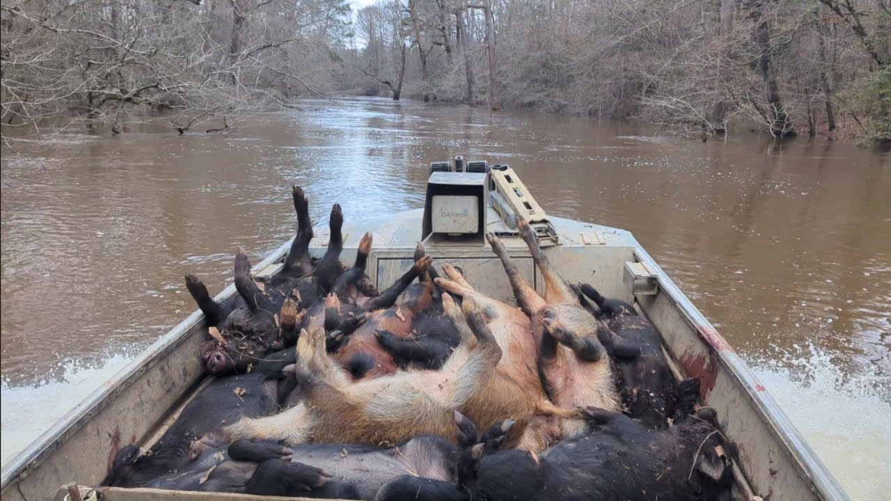 INVASIVE Wild Hog Trapping A LOUISIANA Bayou The EASY Way!! (ULTIMATE ...