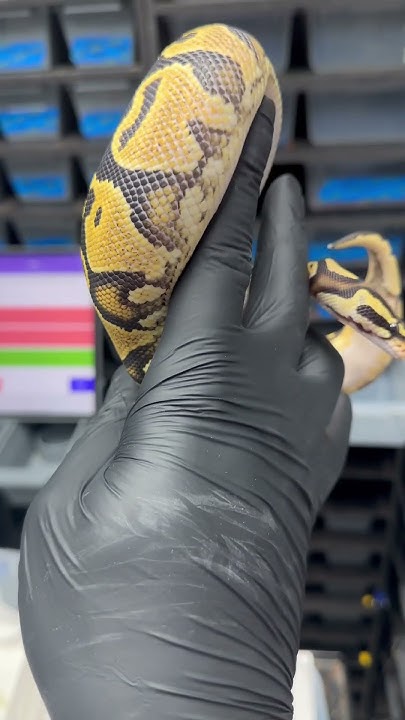 Do ball pythons get better than this? - YouTube
