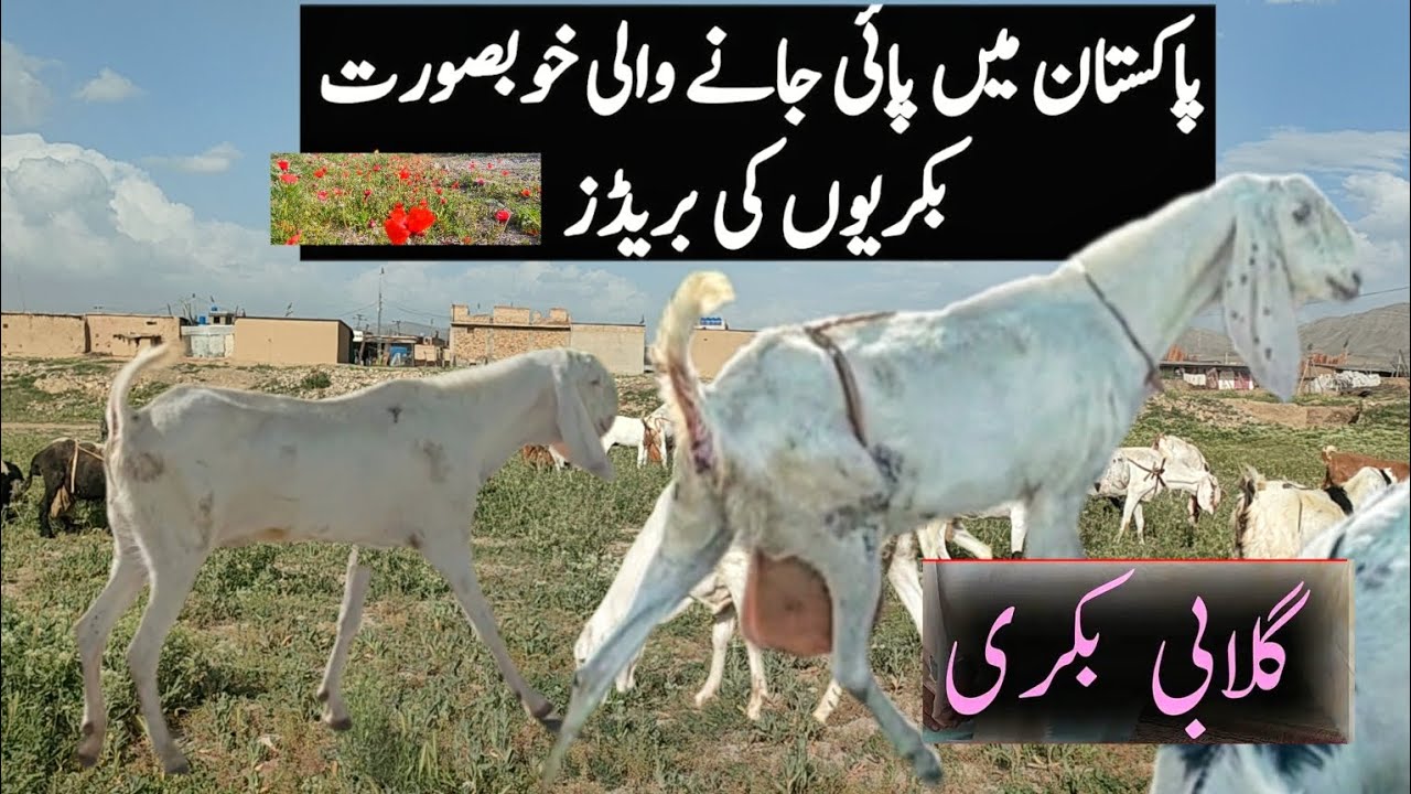 Beautiful Famous Goat Breeds of Pakistan | Famous Goat Breeds for Meats ...