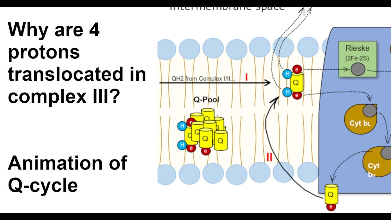 Understanding: Q-cycle - Animation - Complex III of Electron Transport ...