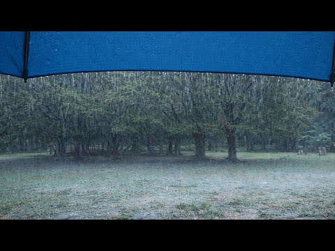 Rain on an Umbrella – A Calm Rainy Moment