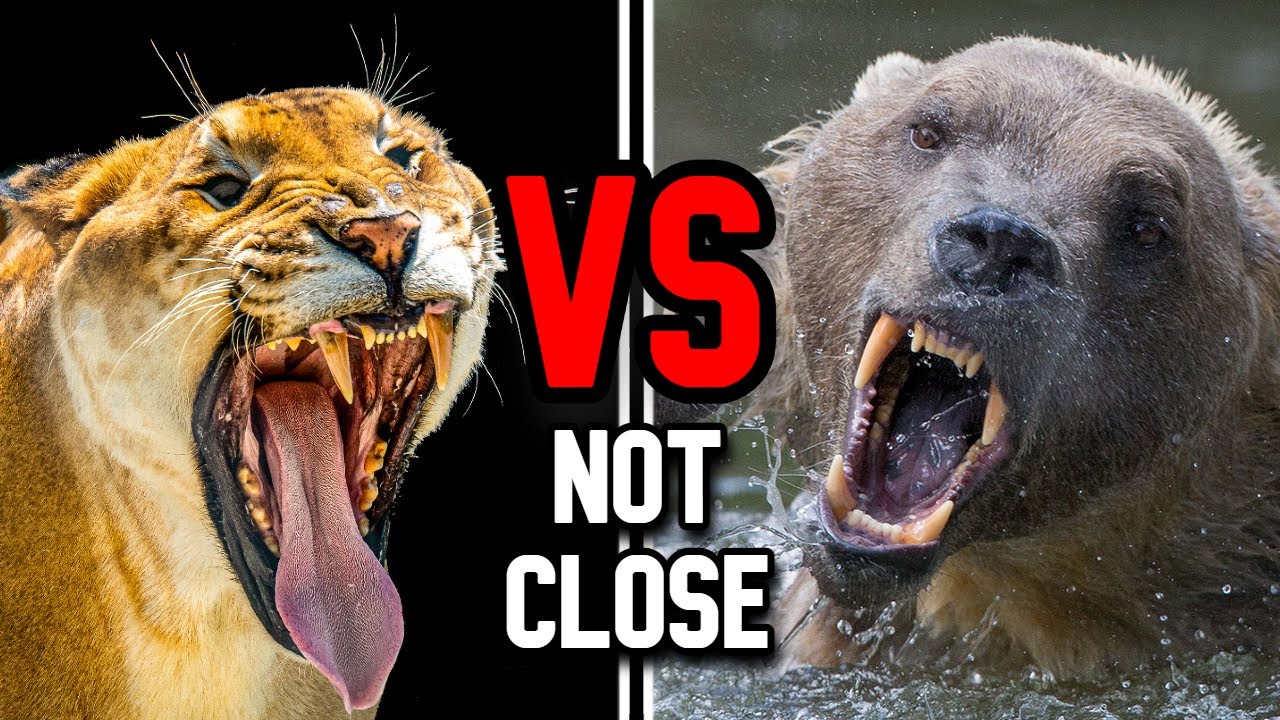 Liger vs Grolar Bear | Who Is The Strongest Hybrid? - YouTube