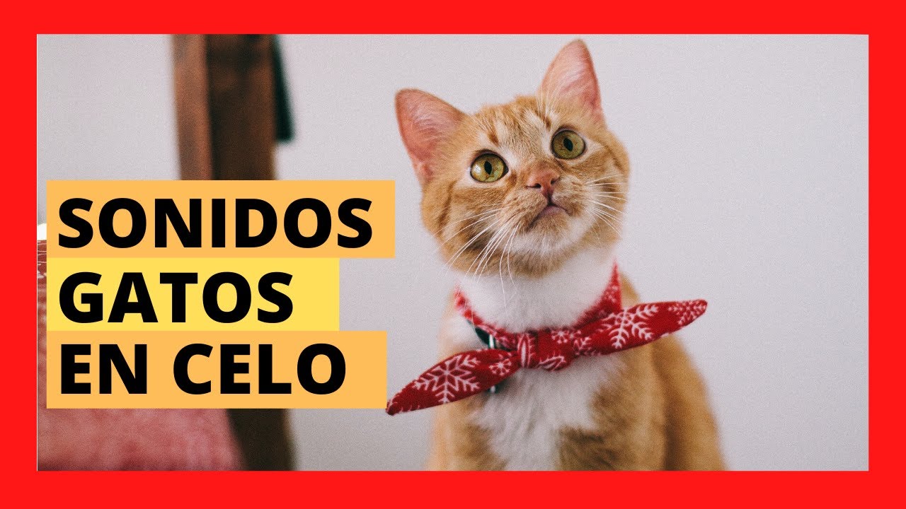 🔴 SONIDOS de GATOS en CELO 🐱 2020 - YouTube