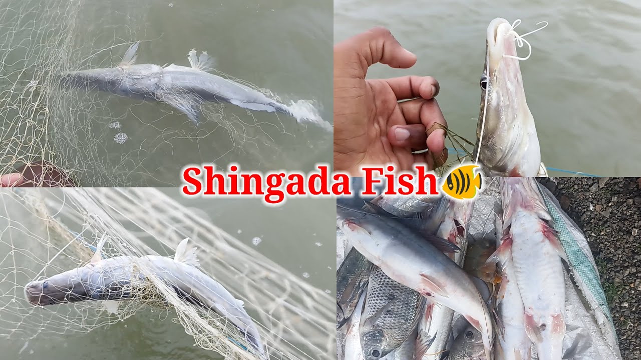 Shingada Fish | Best Fish Shingada Fish Catch Fish Shingada Fish ...