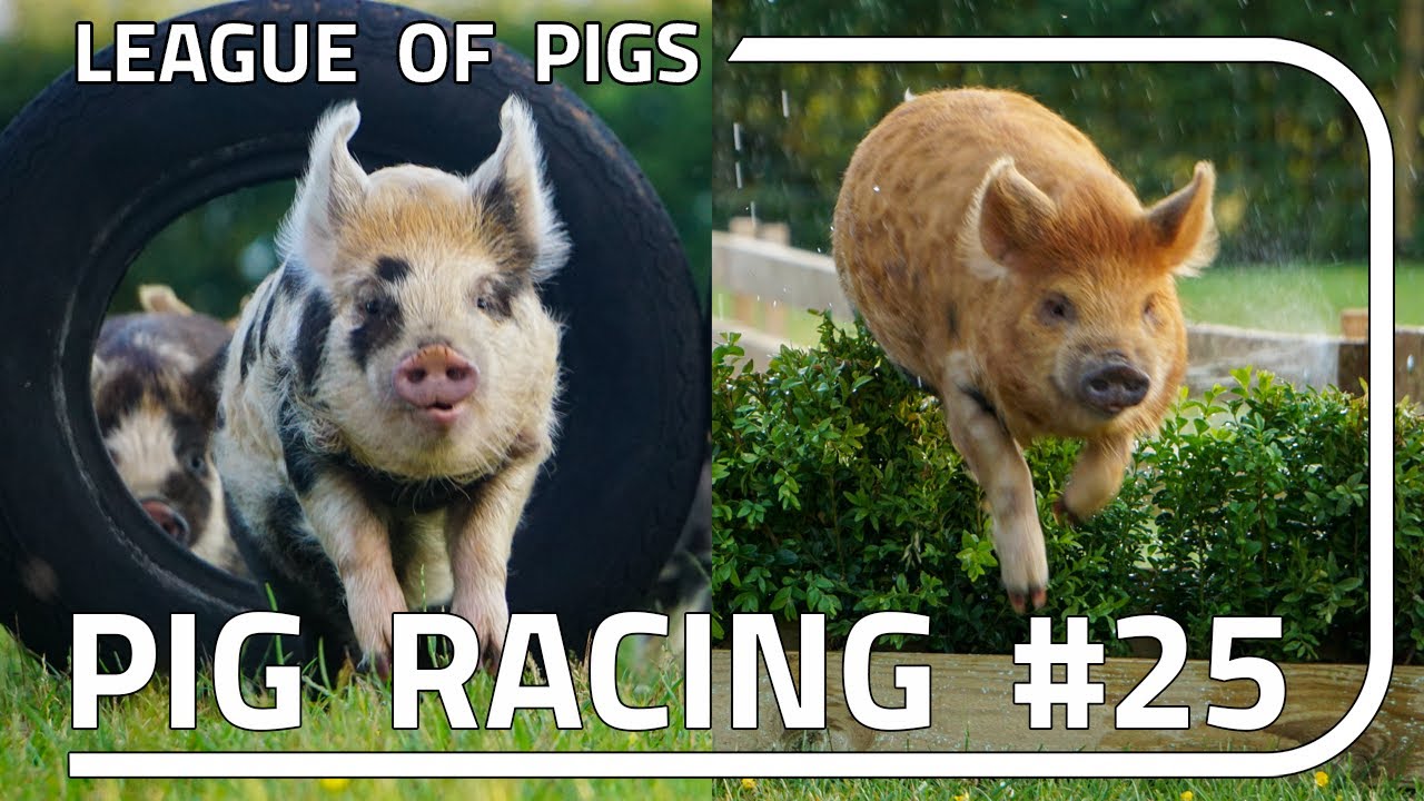League of Pigs - Season 7 - Round 1! - YouTube