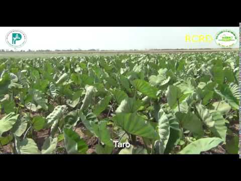 Floating rice-based systems in An Giang province Research Center for ...