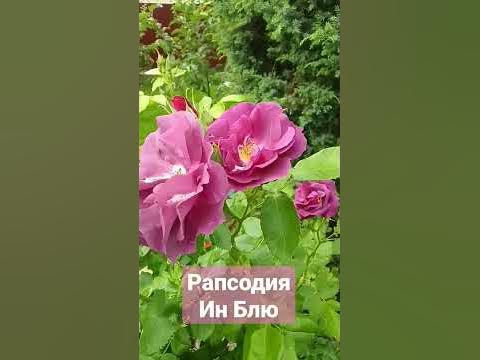 Роза "Рапсодия ин Блю" - YouTube