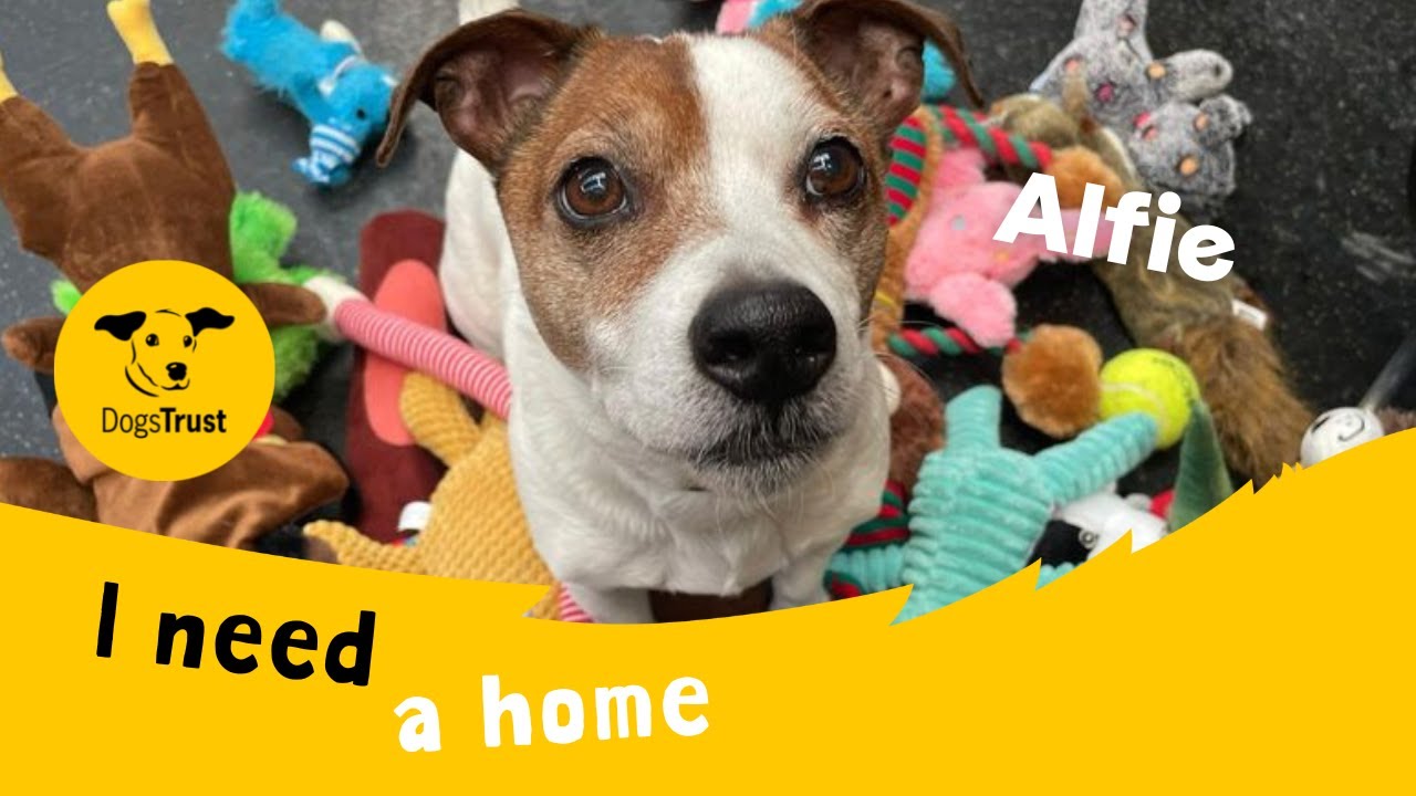 Alfie the amazing Jack Russell Terrier | Dogs Trust West Calder - YouTube