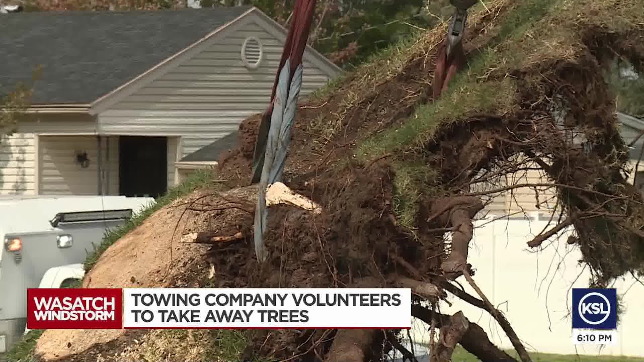 Tow Trucks Pulling Tree Trunks & Roots In Washington Terrace For ...