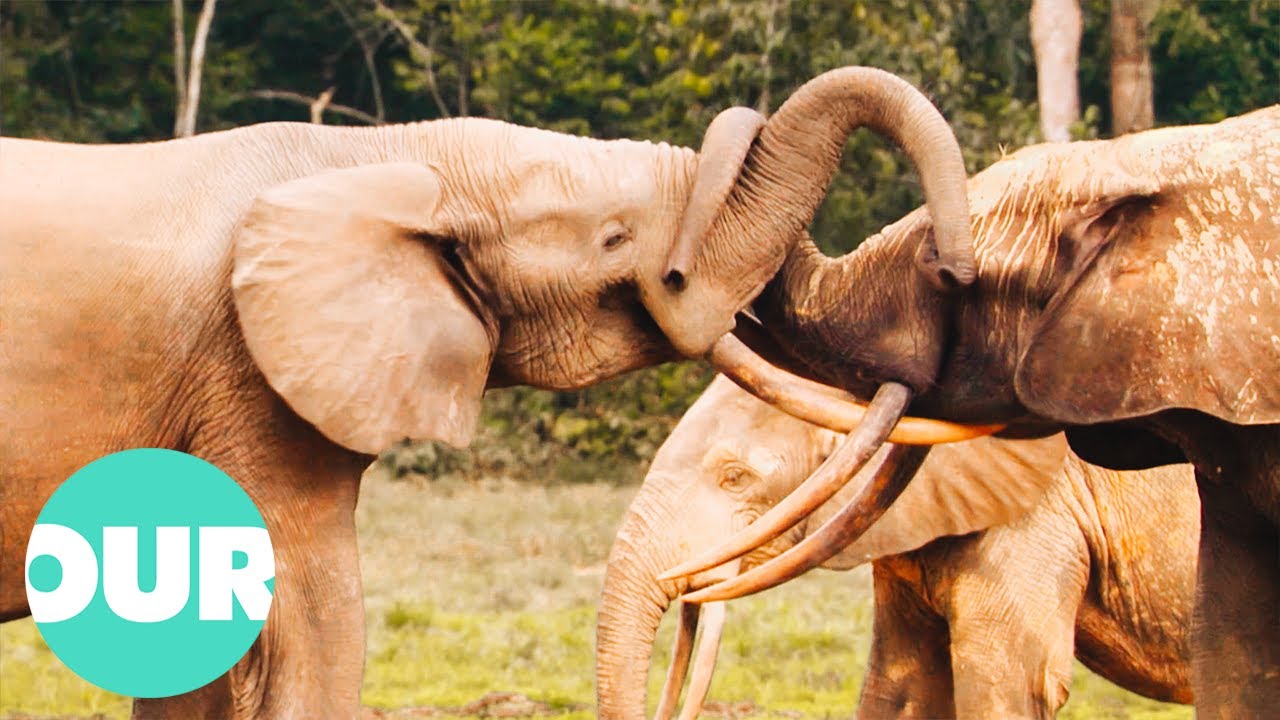 The Gabon Connection | Animal Black Ops | Our World - YouTube