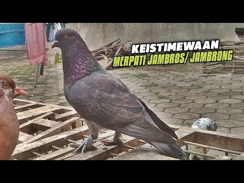 KEISTIMEWAAN MERPATI JAMBROS/ JAMBRONG‼️ - YouTube