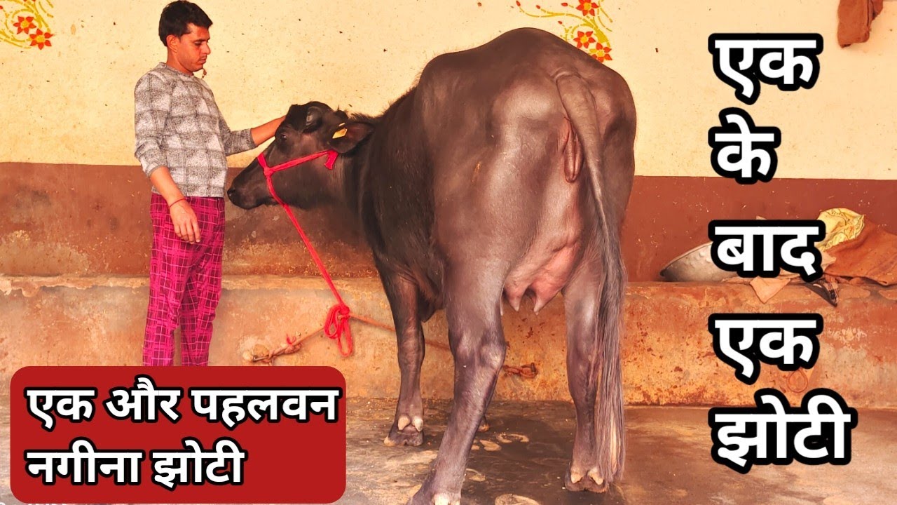 👍काँटे के तोल का दूध तैयार, First Timer 5-Star Murrha झोटी (4-Teeth ...