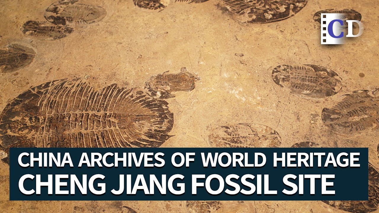 Cheng Jiang Fossil Site | China Archives of World Heritage - YouTube