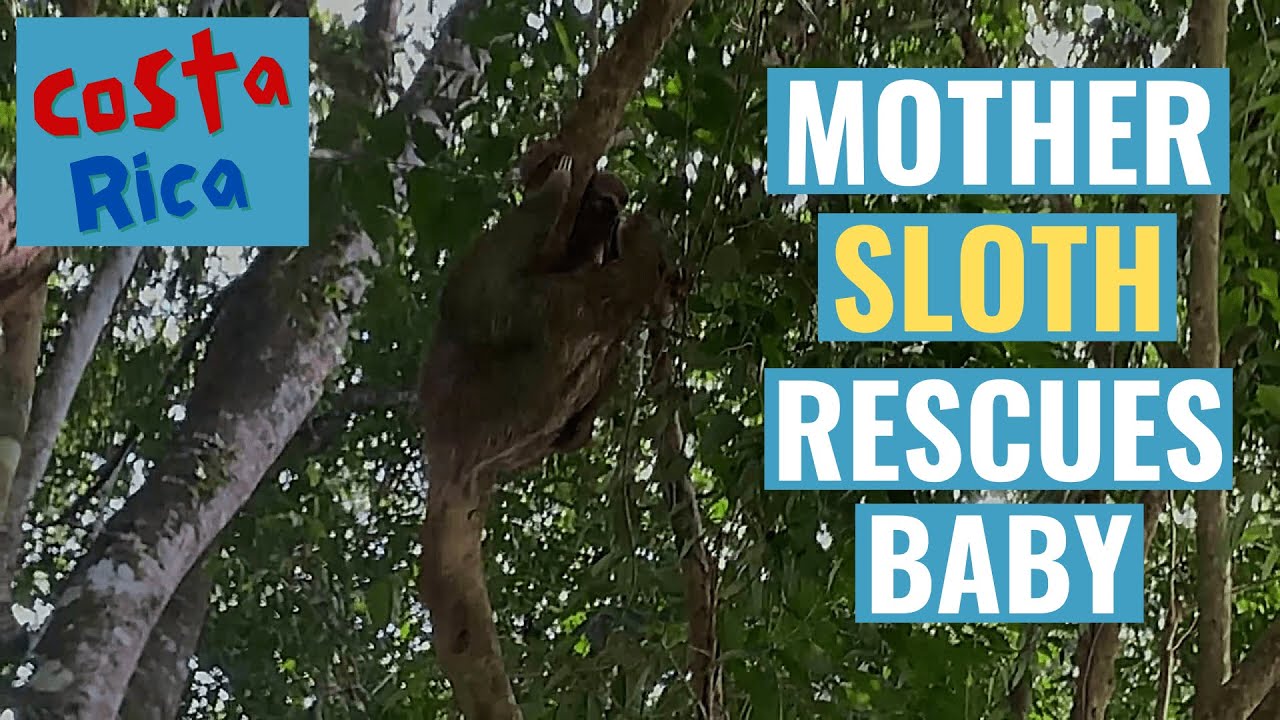 Mother Sloth Rescues Stranded Baby in Costa Rica - YouTube