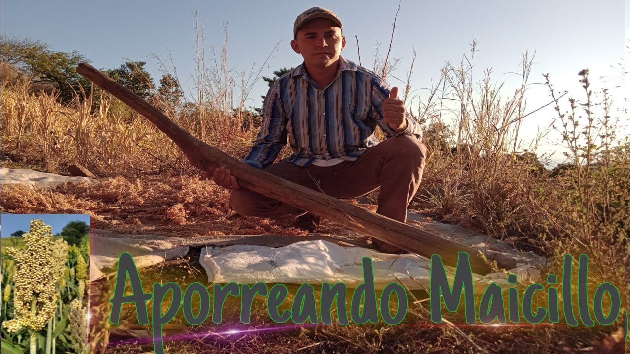 Sacando la cosecha del Maicillo - YouTube
