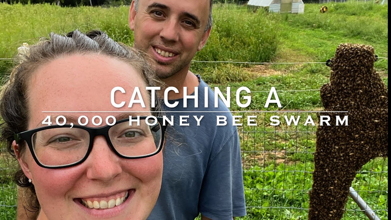 40,000 Bee Swarm (Catching & Keeping) - YouTube