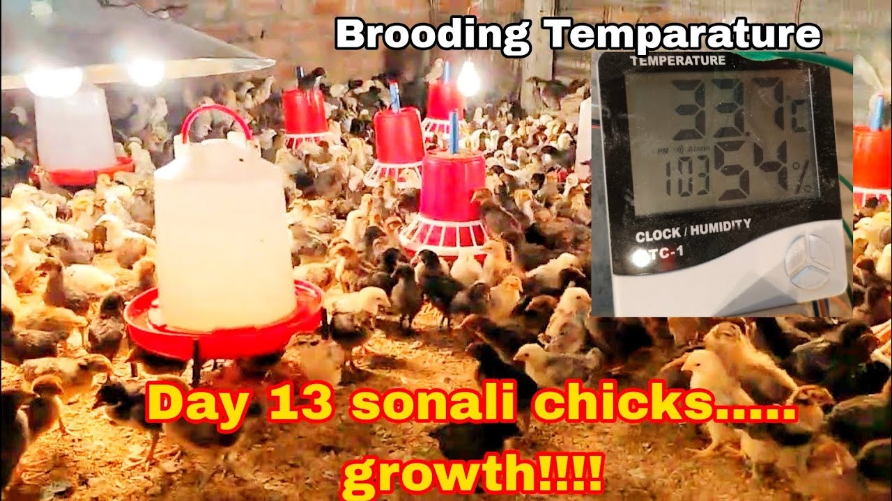 Day-13 sonali chicks growth || Brooding management tips || Reddy ...