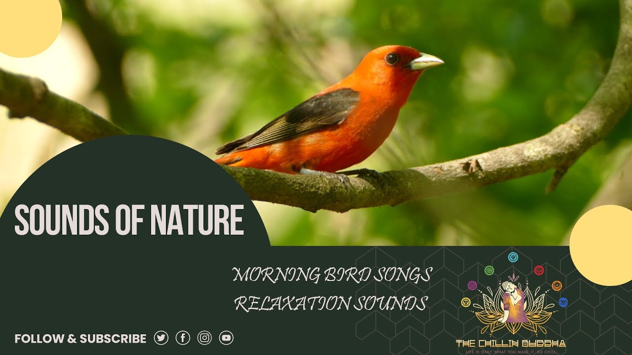 Sounds of Nature Meditation Music || Morning Birds Chirping - YouTube