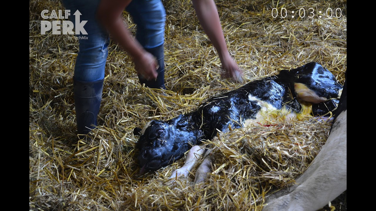 TechMix Calf Perk time lapse video - YouTube