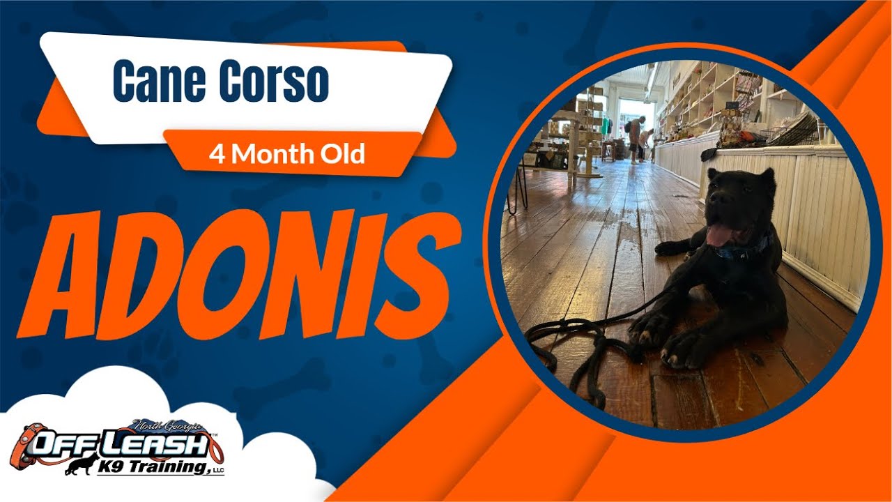 🐾 Adonis the 4-Month-Old Cane Corso Builds the Perfect Obedience ...